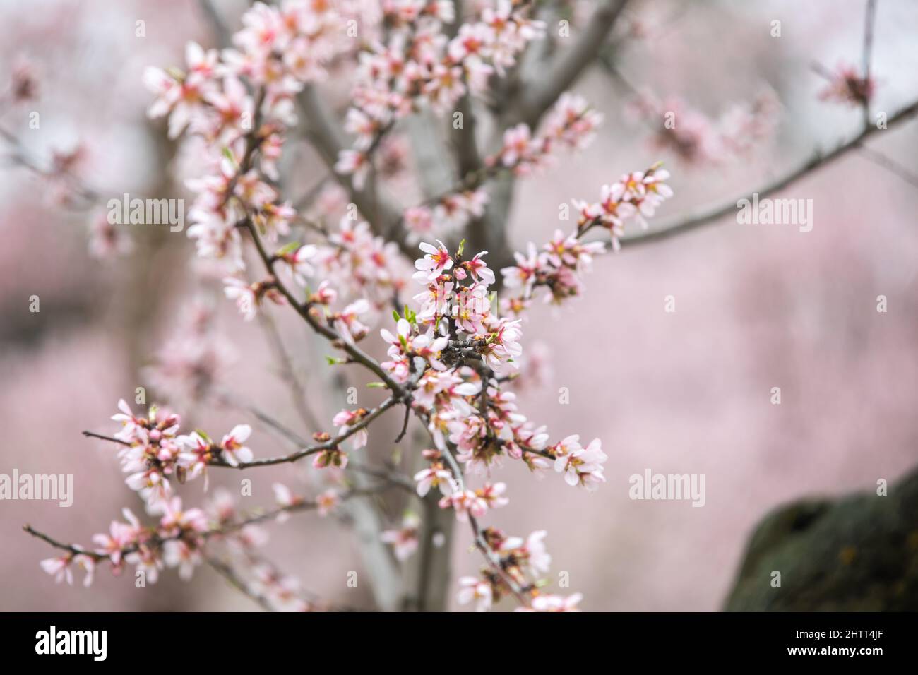 Double flowering plum (Prunus triloba) and White flowering almond ...
