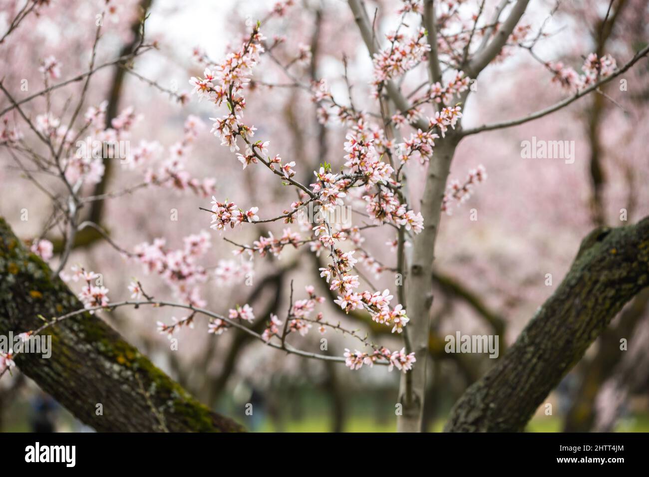Double flowering plum (Prunus triloba) and White flowering almond ...