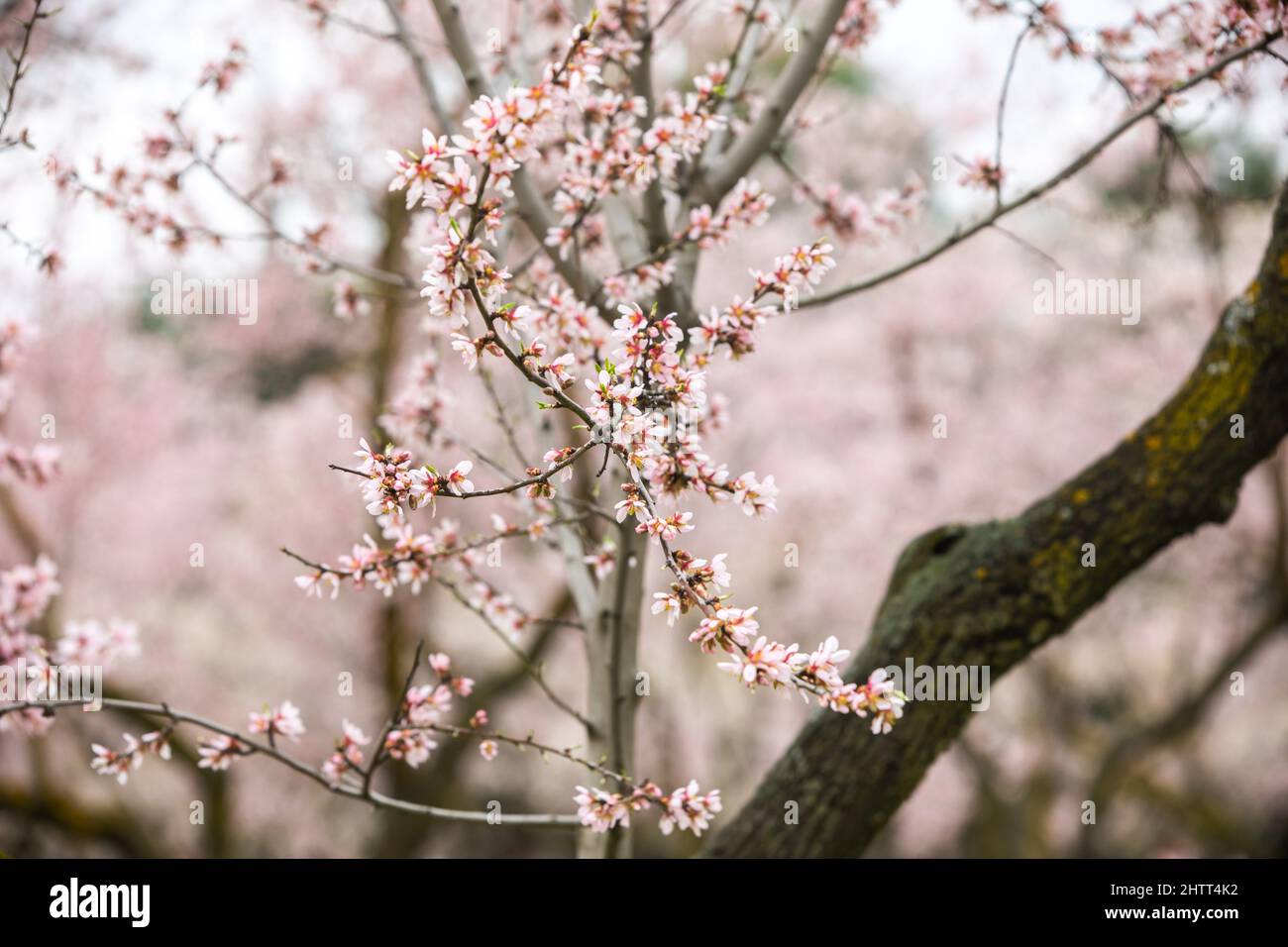 Double flowering plum (Prunus triloba) and White flowering almond ...