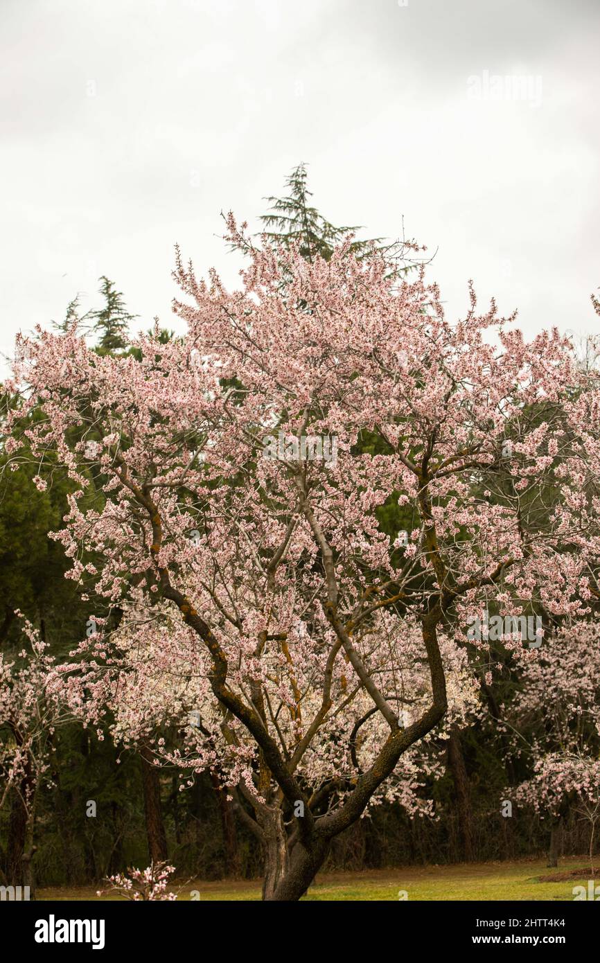 Double flowering plum (Prunus triloba) and White flowering almond ...