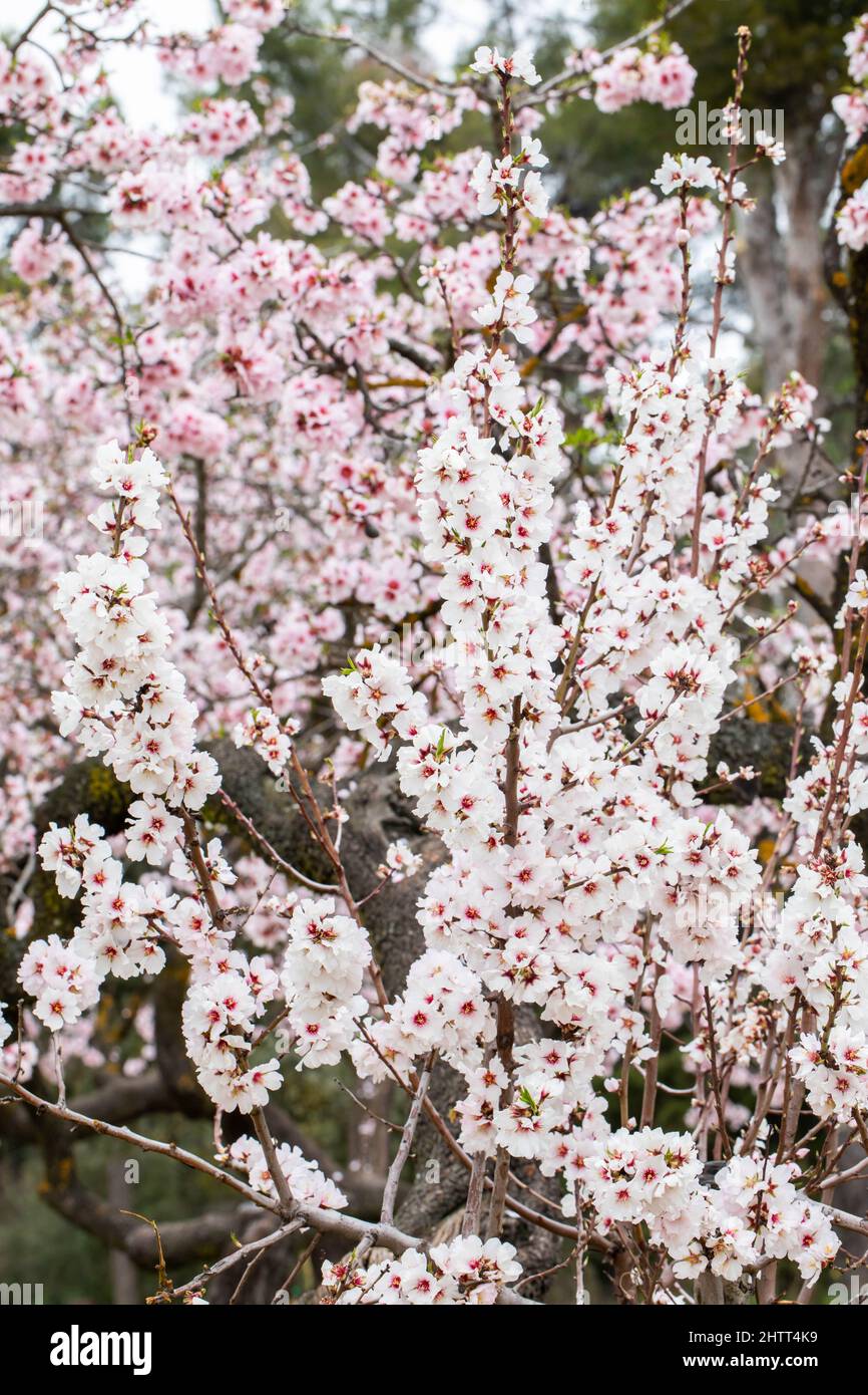 Double flowering plum (Prunus triloba) and White flowering almond ...