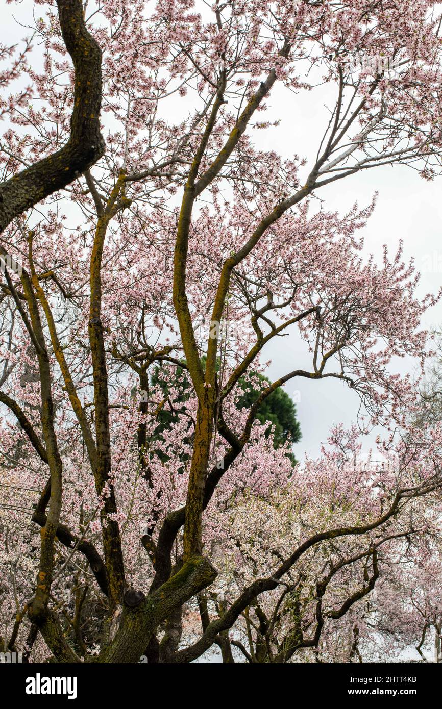 Double flowering plum (Prunus triloba) and White flowering almond ...