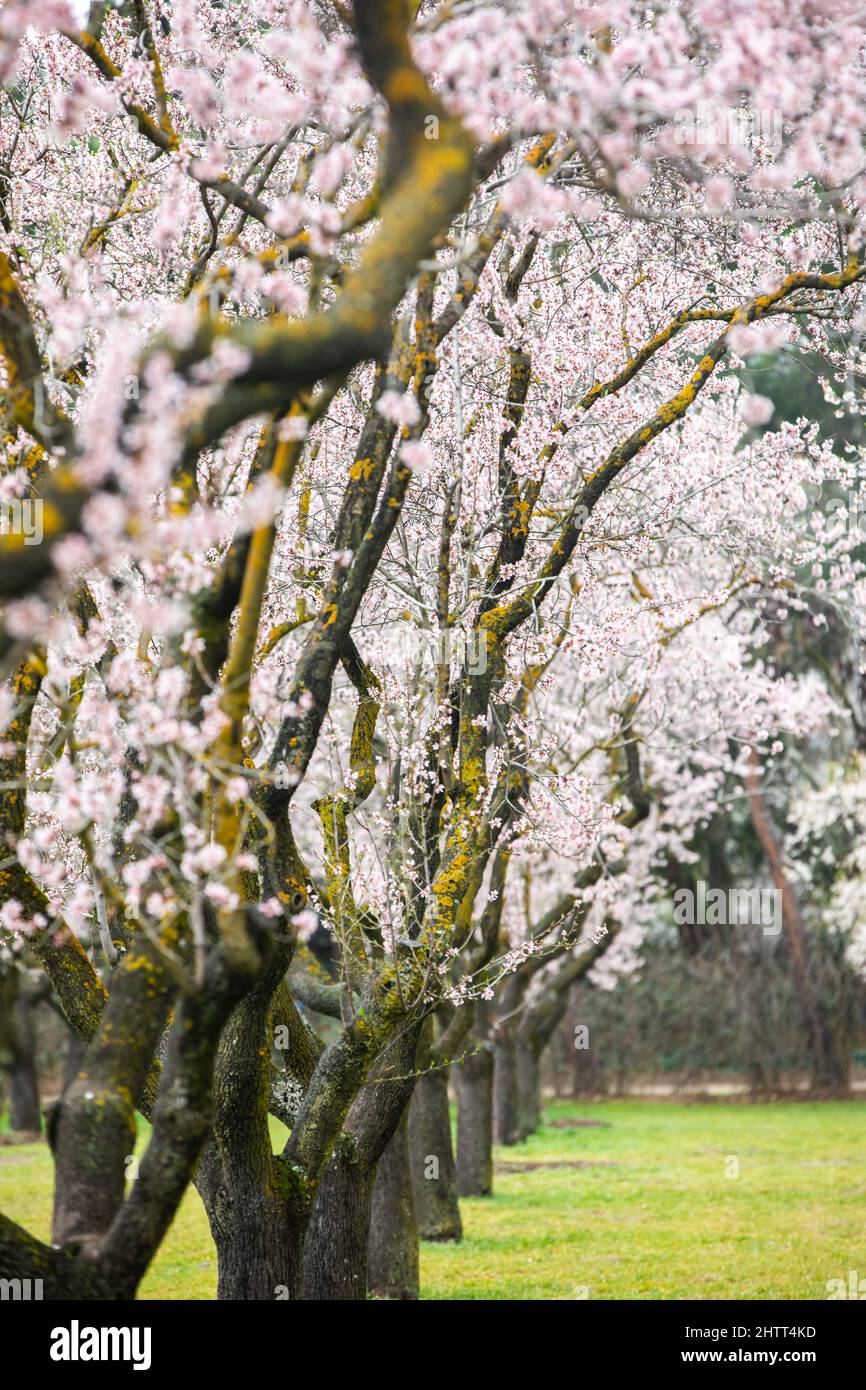 Double flowering plum (Prunus triloba) and White flowering almond ...