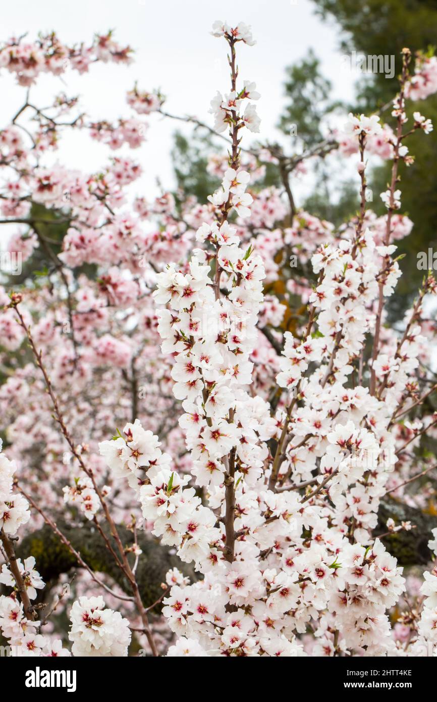 Double flowering plum (Prunus triloba) and White flowering almond ...
