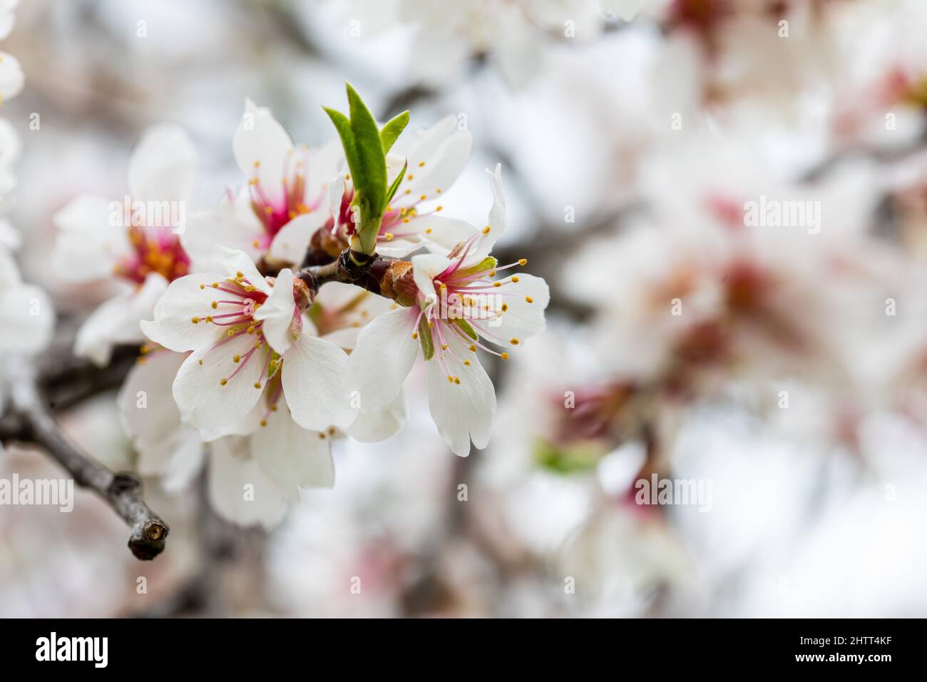Double flowering plum (Prunus triloba) and White flowering almond ...
