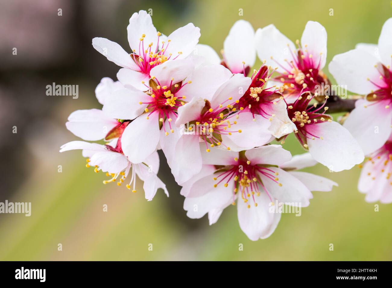Double flowering plum (Prunus triloba) and White flowering almond ...
