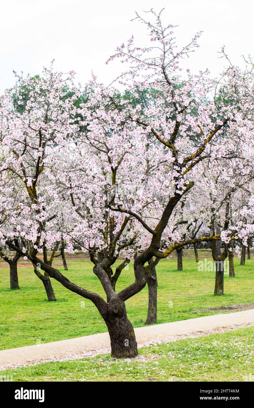 Double flowering plum (Prunus triloba) and White flowering almond ...