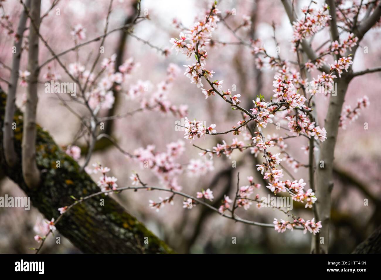 Double flowering plum (Prunus triloba) and White flowering almond ...