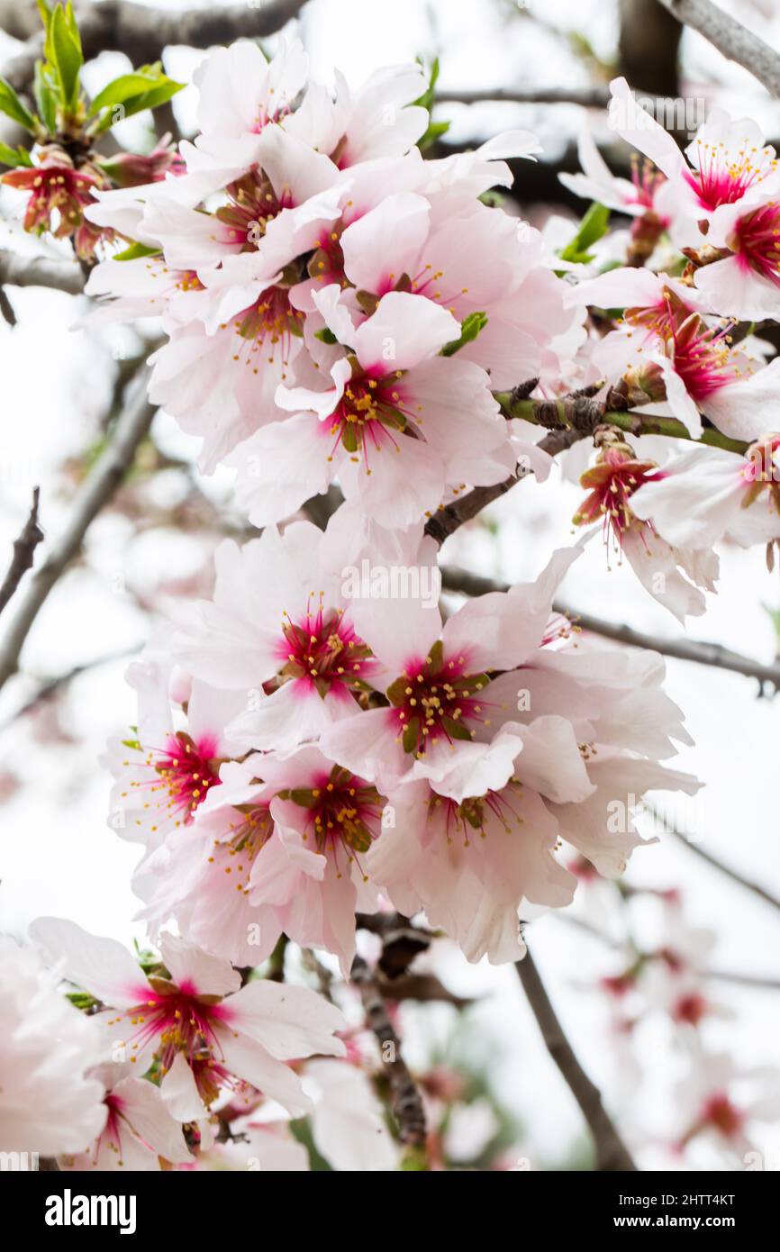 Double flowering plum (Prunus triloba) and White flowering almond ...