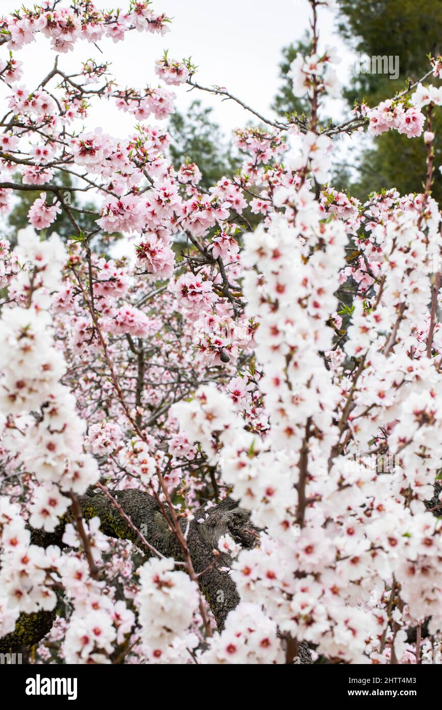 Double flowering plum (Prunus triloba) and White flowering almond ...