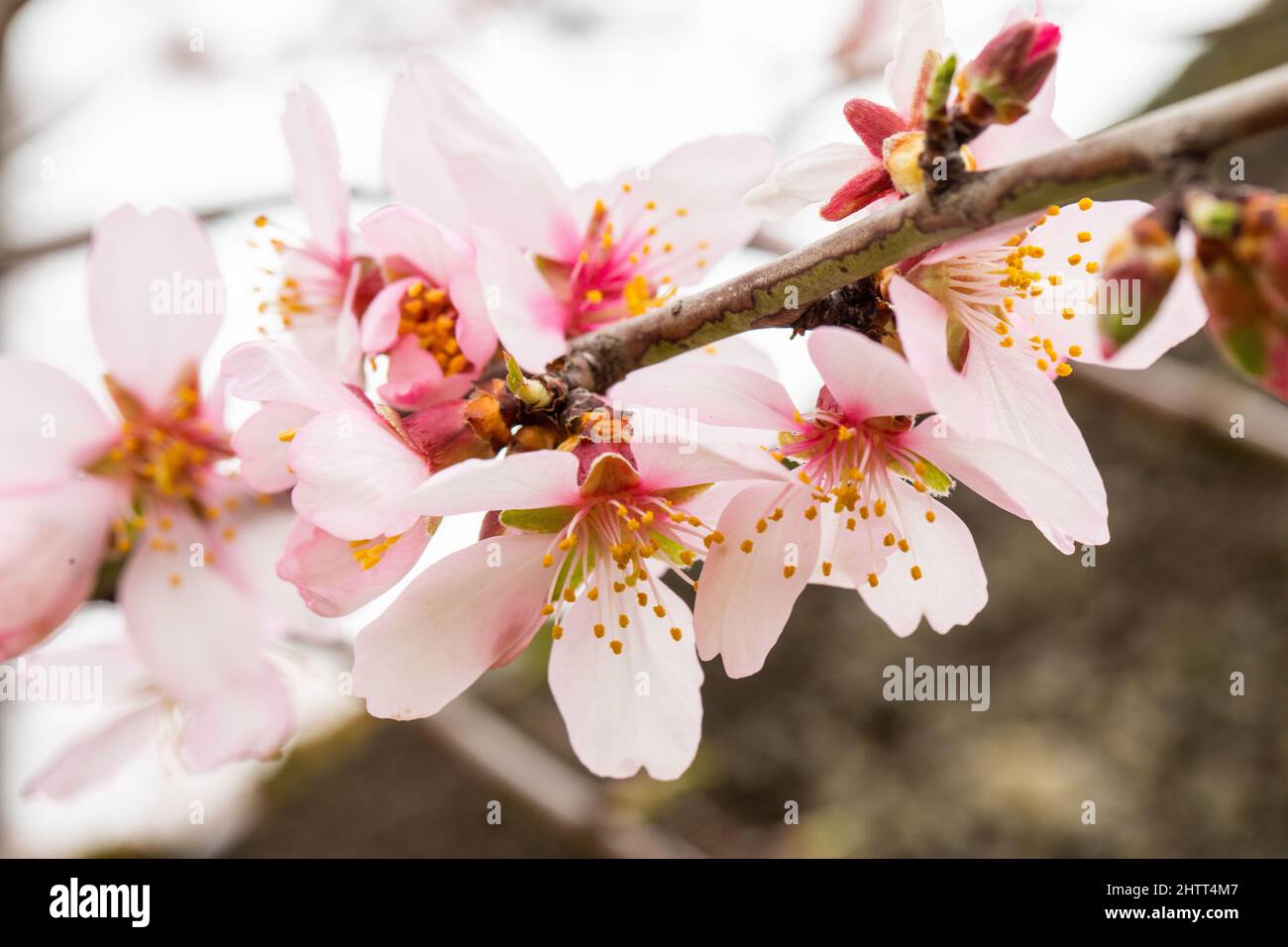 Double flowering plum (Prunus triloba) and White flowering almond ...