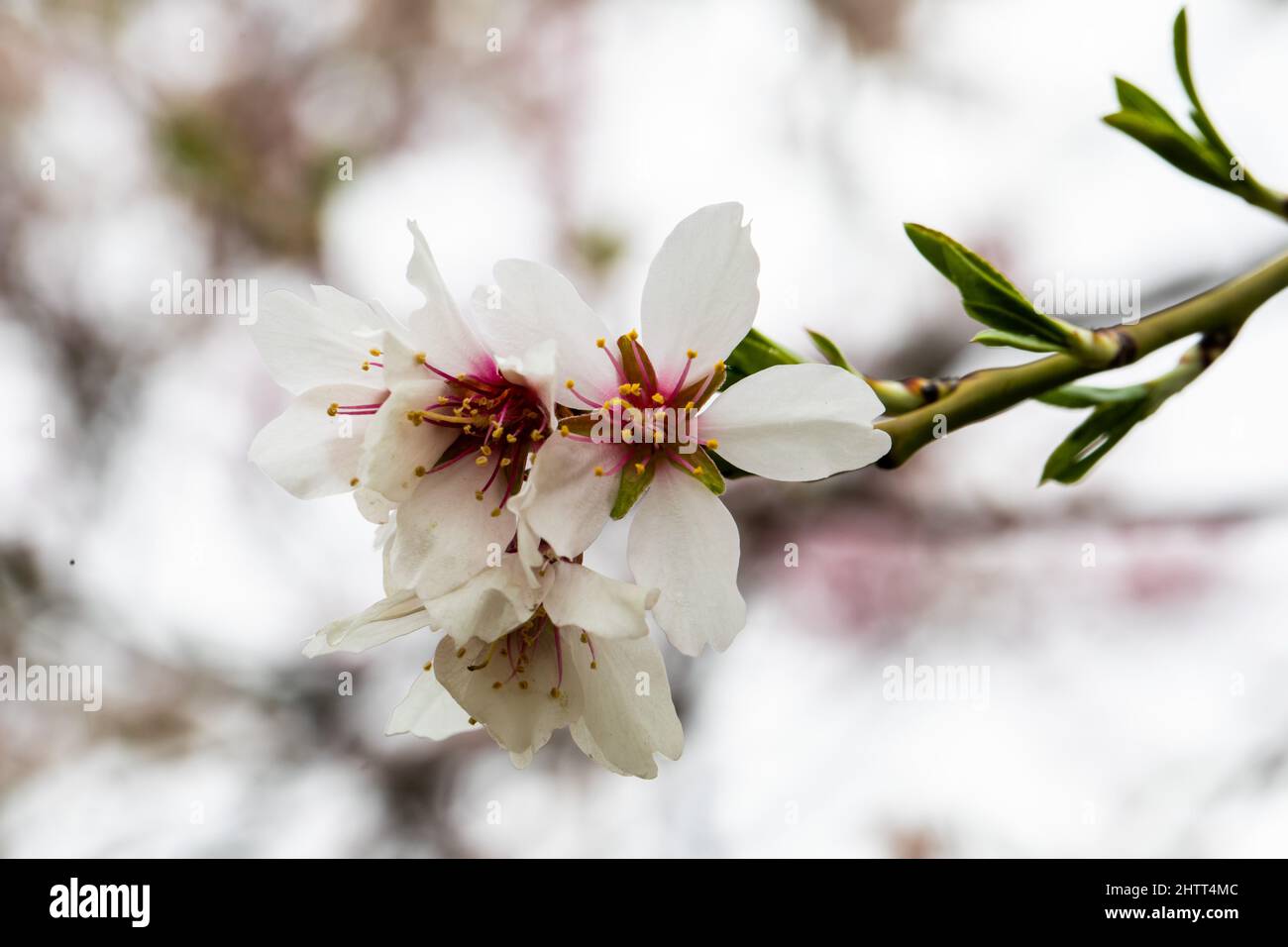 Double flowering plum (Prunus triloba) and White flowering almond ...