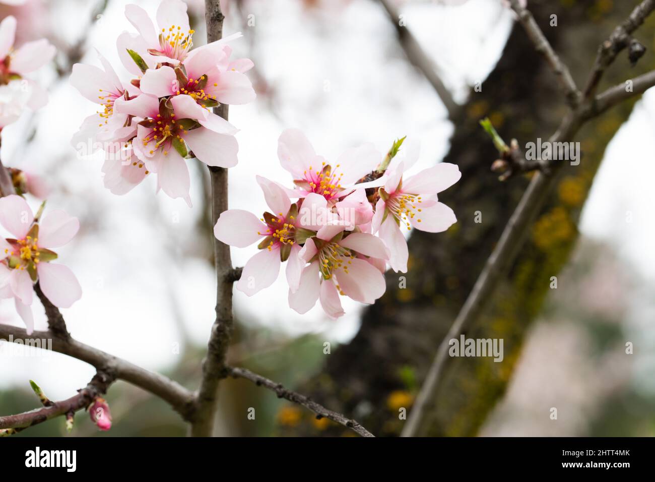 Double flowering plum (Prunus triloba) and White flowering almond ...
