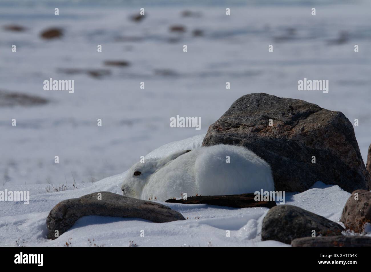 Arctic hare in white colour hiding between rocks in the arctic tundra ...
