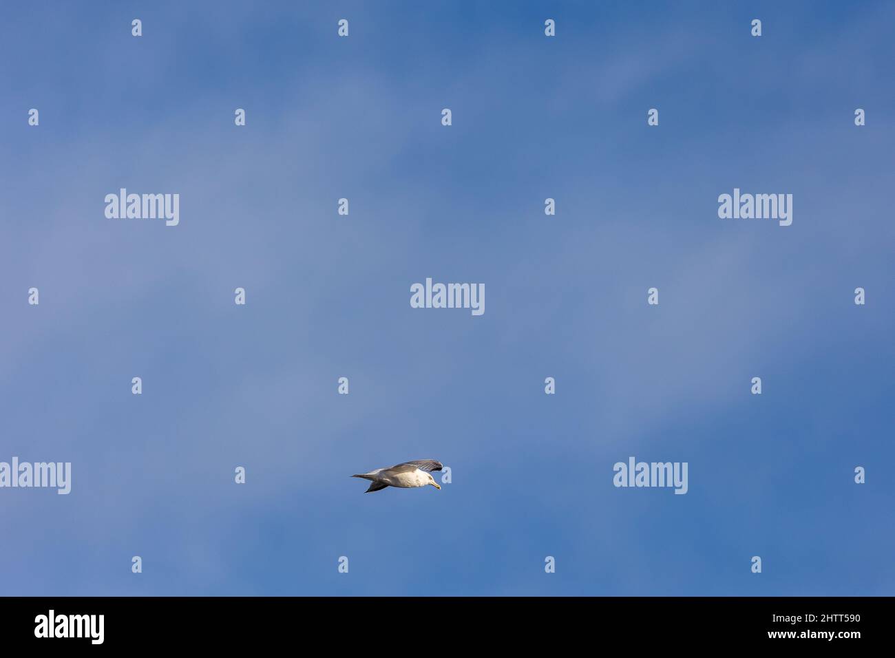 White bird flying in blue sky Stock Photo - Alamy