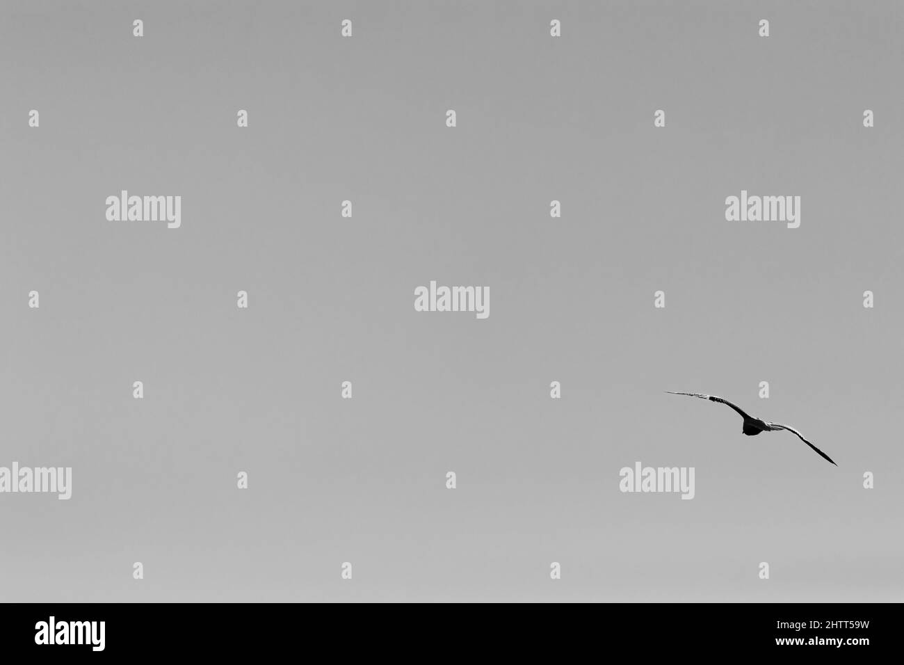 Grayscale bird flying in Black and White Stock Photos & Images - Alamy