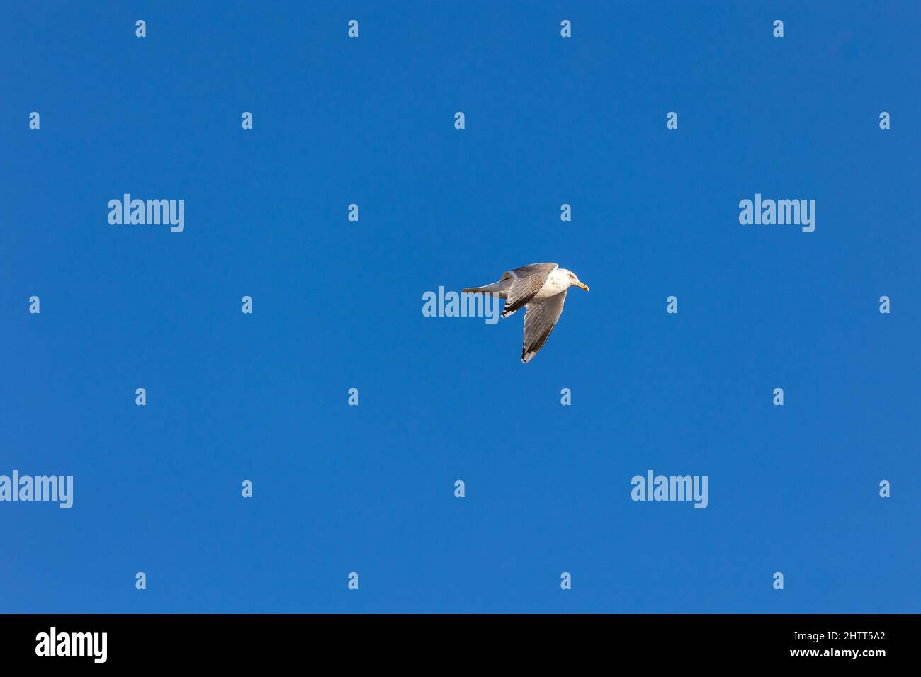 White bird flying in blue sky Stock Photo - Alamy