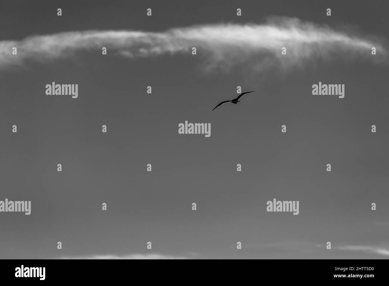 Grayscale of a bird flying in the sky Stock Photo - Alamy