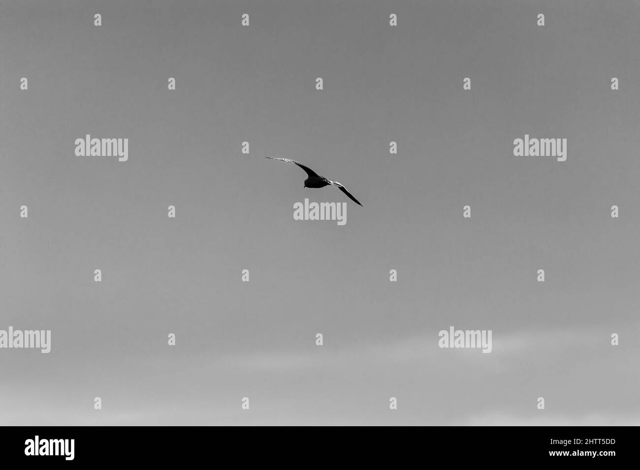 Grayscale of a bird flying in the sky Stock Photo - Alamy