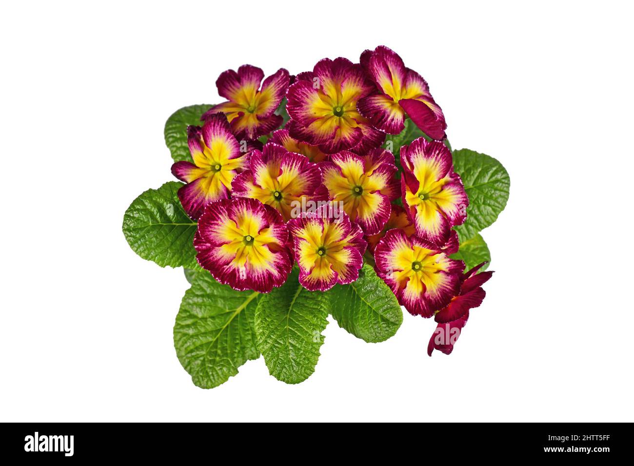 Top view of dark pink 'Primula Acaulis' primrose flowers with yellow ...