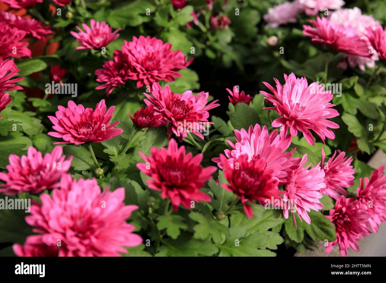 Colorful chrysanthemum plants in the garden Stock Photo - Alamy