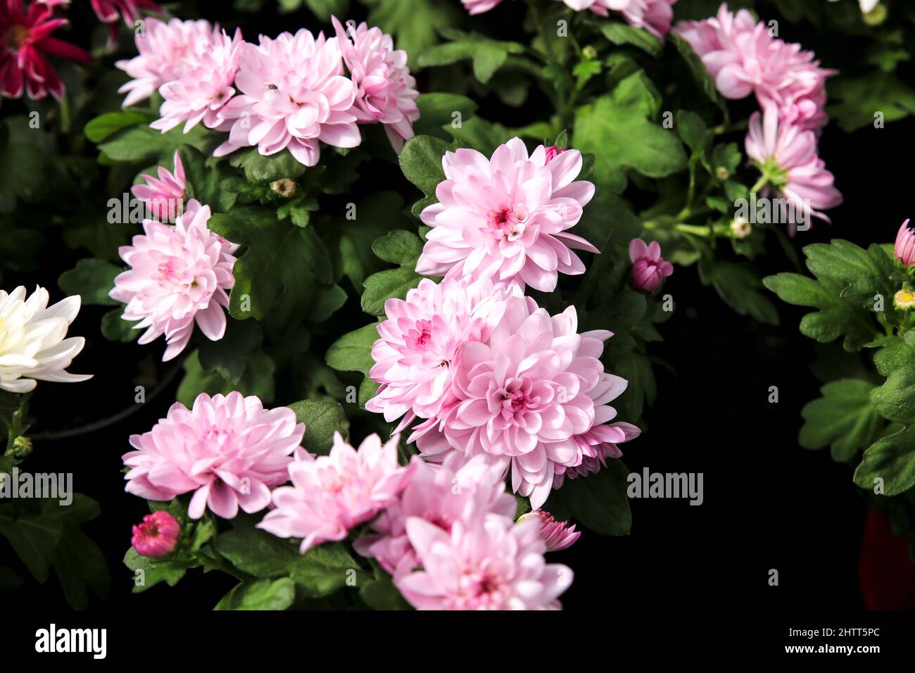 Colorful chrysanthemum plants in the garden Stock Photo - Alamy