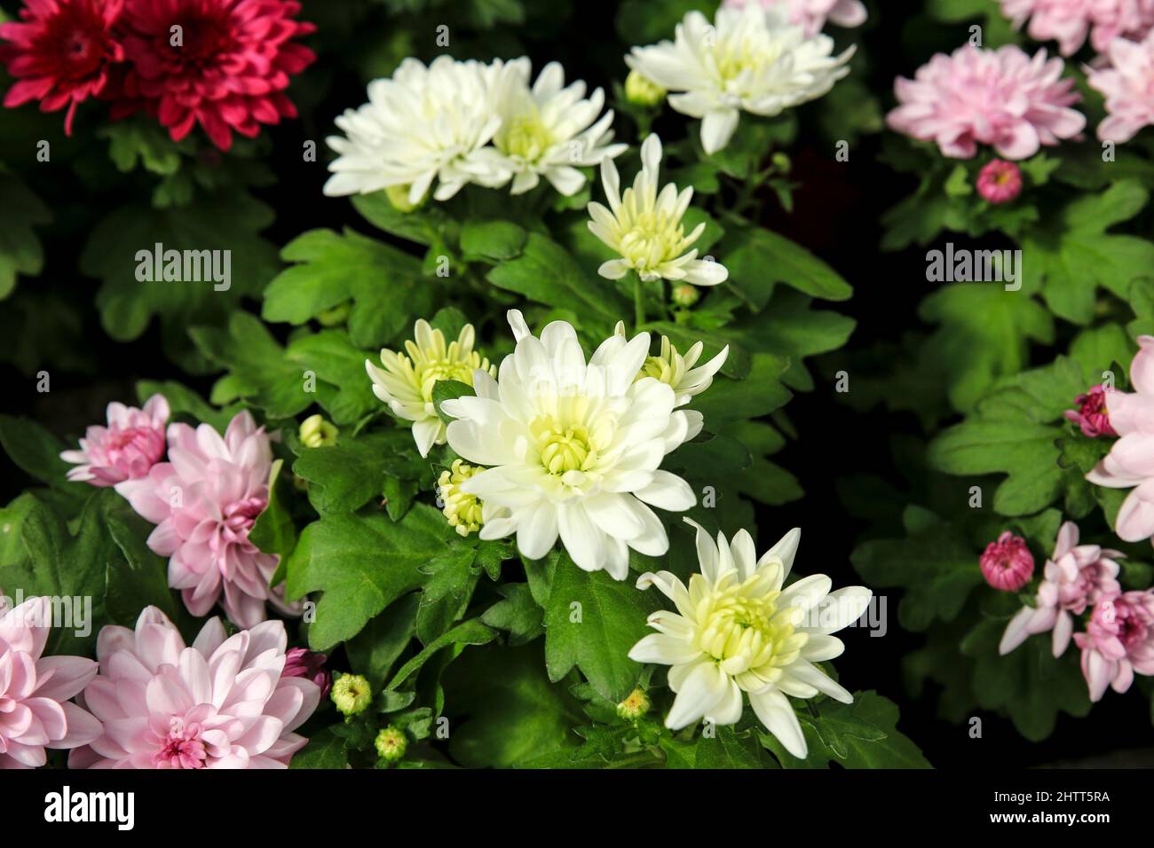 Colorful chrysanthemum plants in the garden Stock Photo - Alamy
