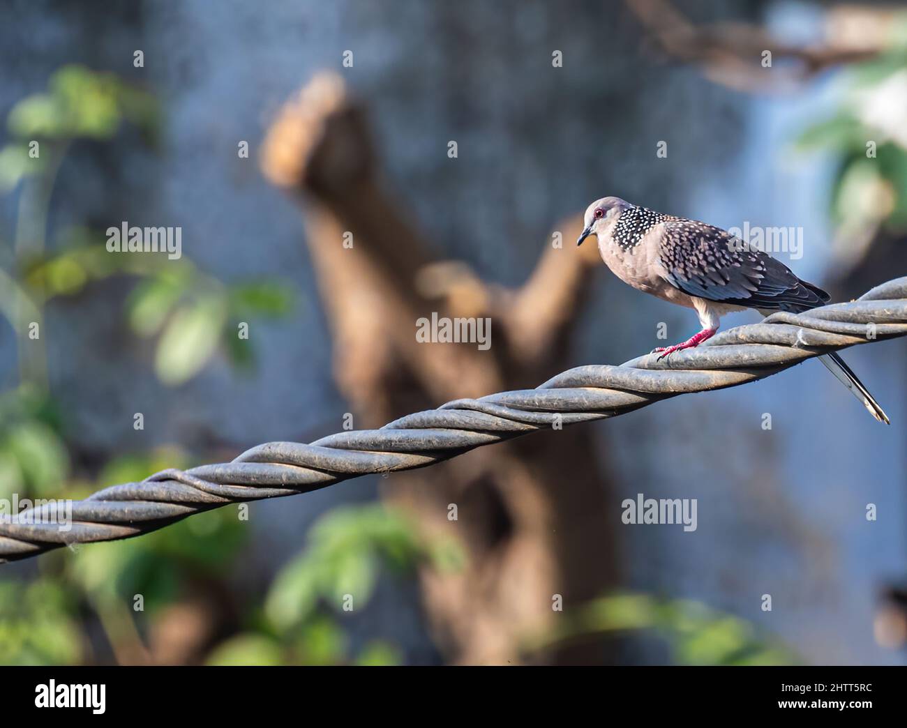 Closeup of a small pretty Dove sitting on a wire on a blurry background ...