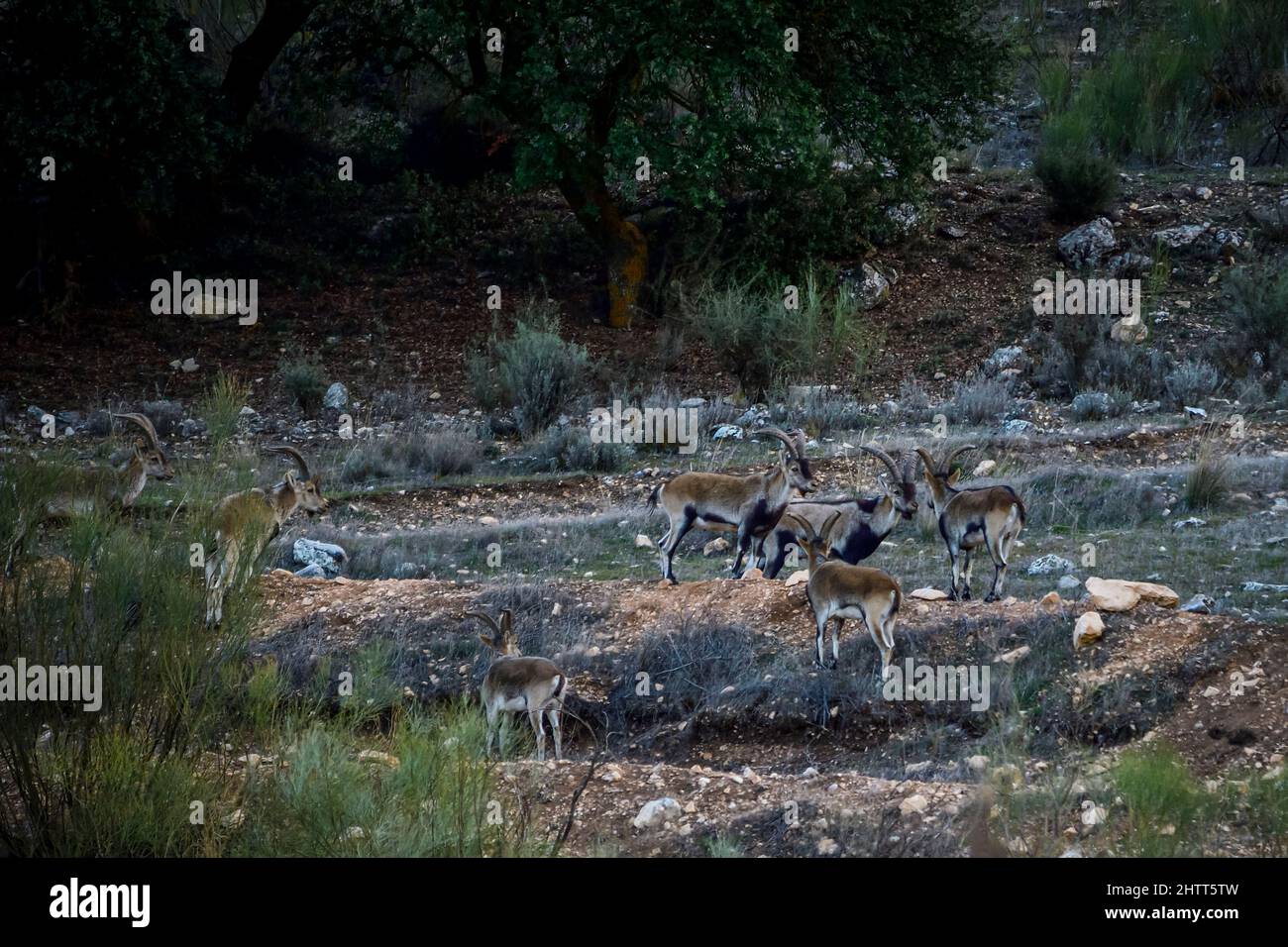 Capra pyrenaica - The mountain goat or Iberian ibex is one of the ...