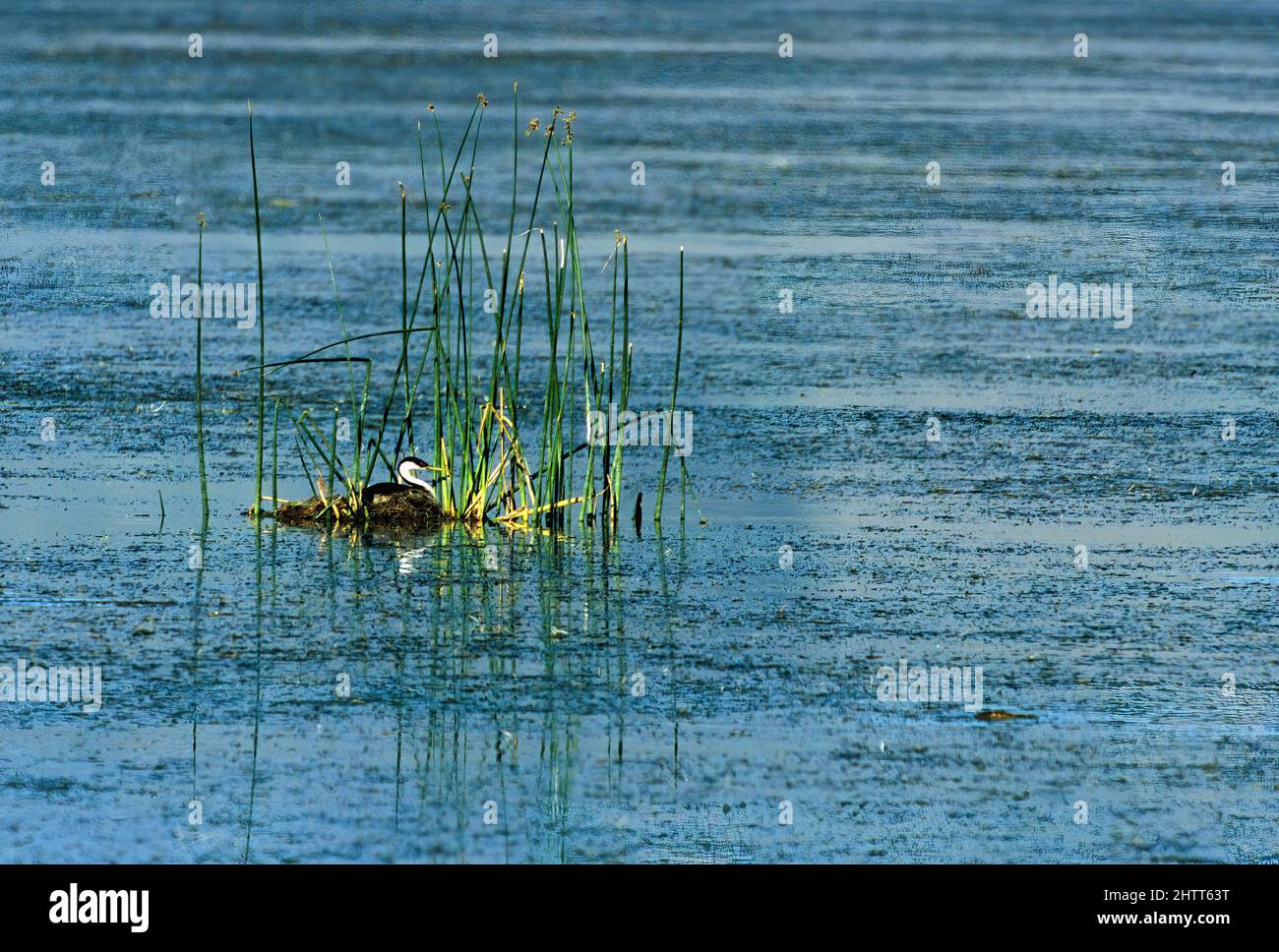 Western Grebe nest at Bear River National Wildlife Refuge Utah Stock ...