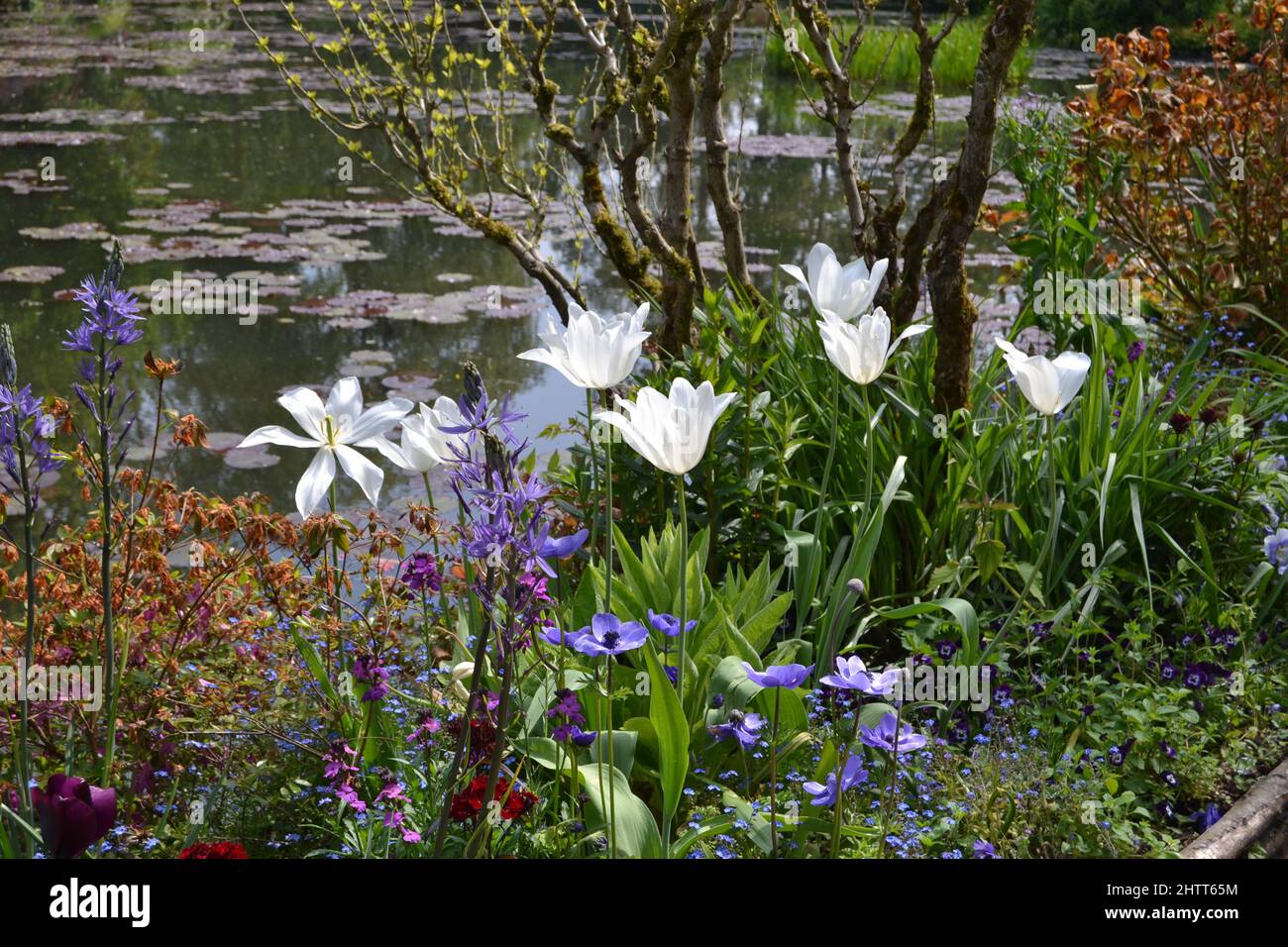 Flowers growing near a lake Stock Photo - Alamy