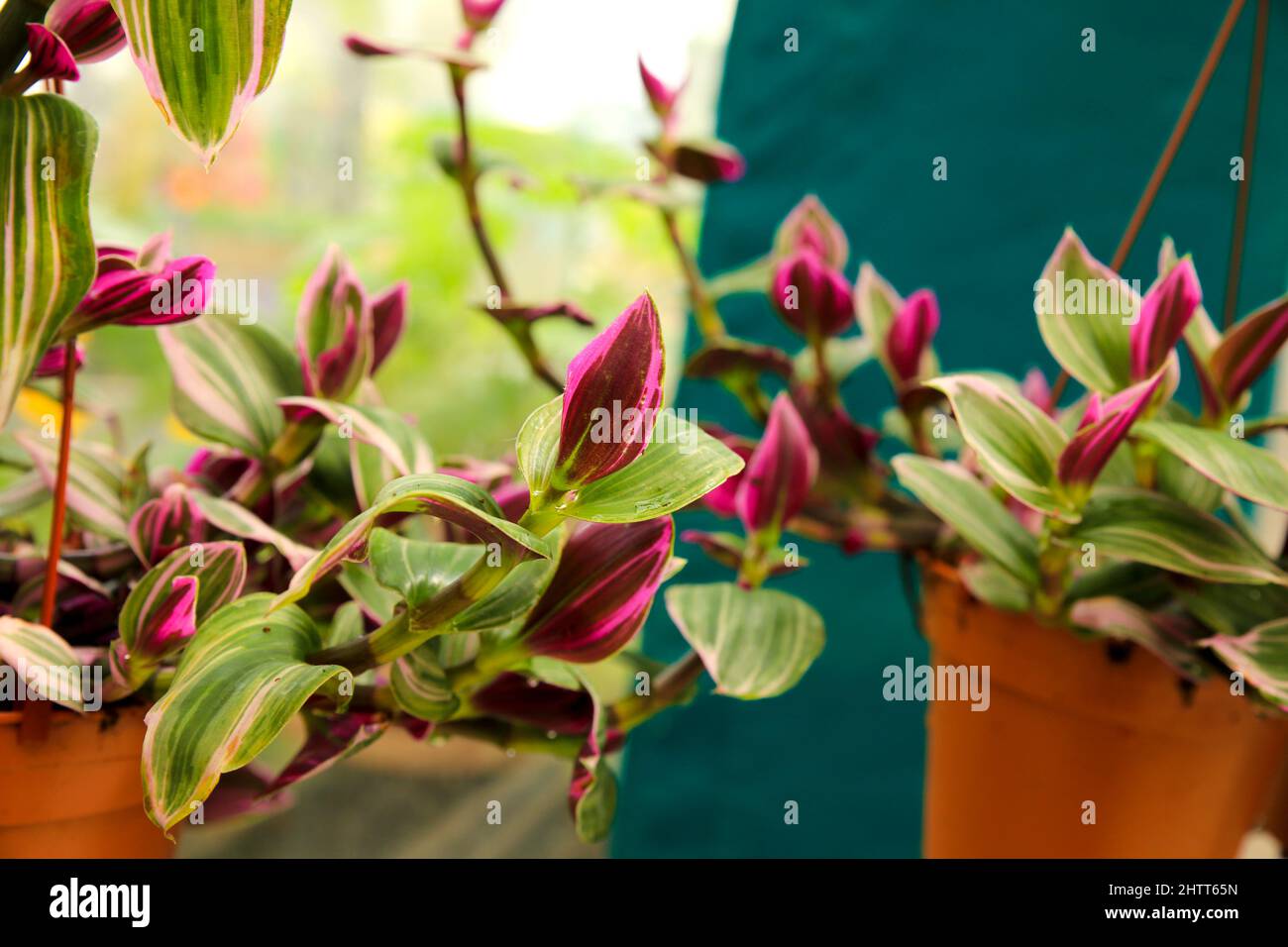 Colorful Tradescantia Nanouk plants in the garden Stock Photo - Alamy