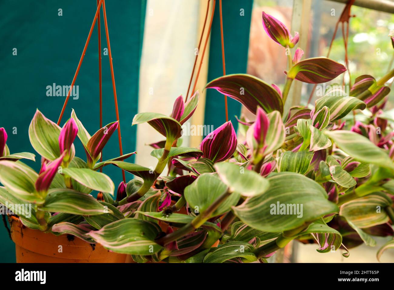 Colorful Tradescantia Nanouk plants in the garden Stock Photo - Alamy