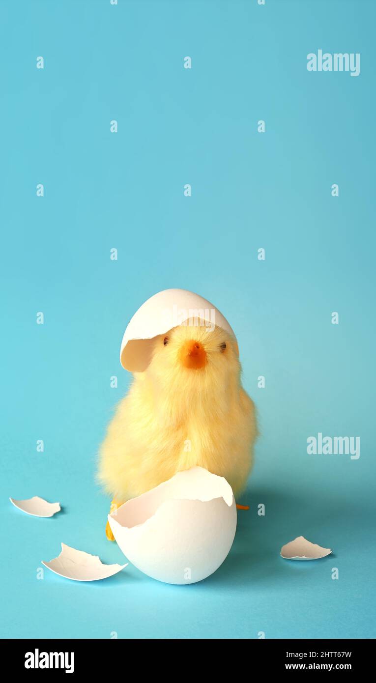 Funny newborn chick with broken egg shell on head, conceptual scene ...
