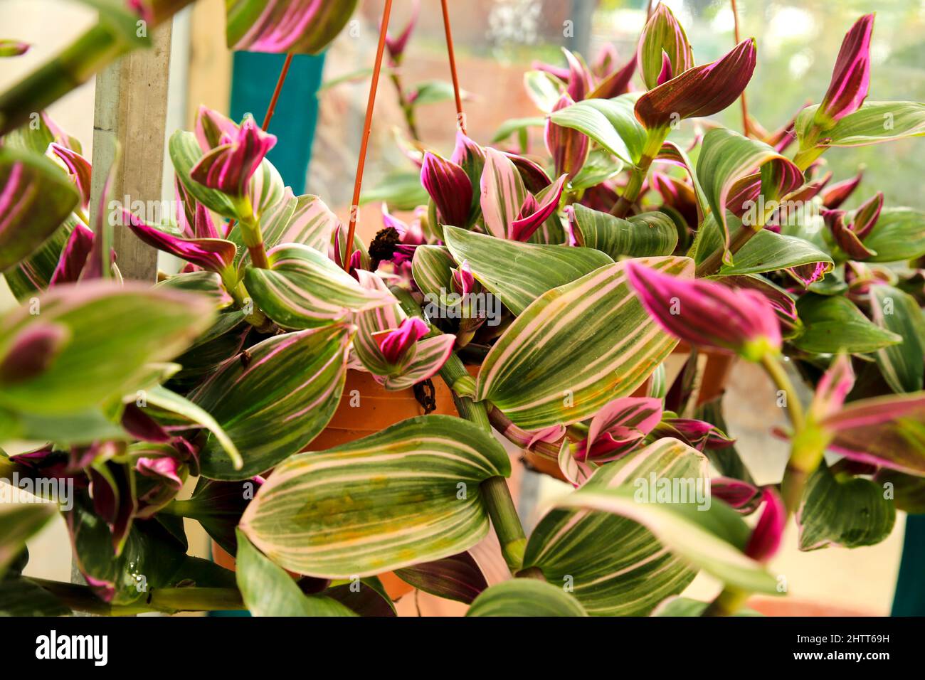 Colorful Tradescantia Nanouk plants in the garden Stock Photo - Alamy