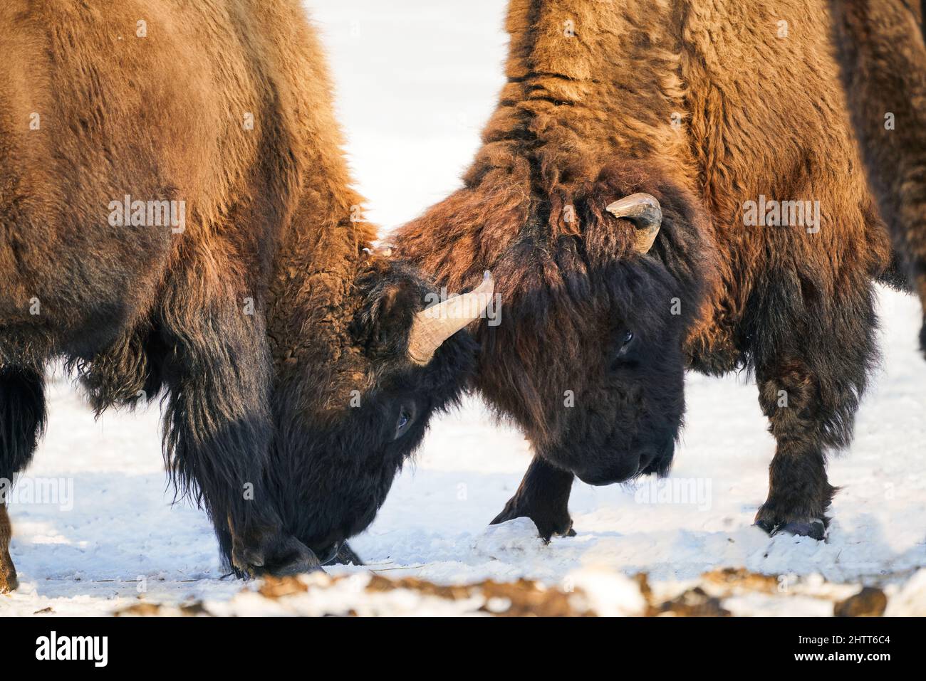 American bison in the snow Stock Photo - Alamy