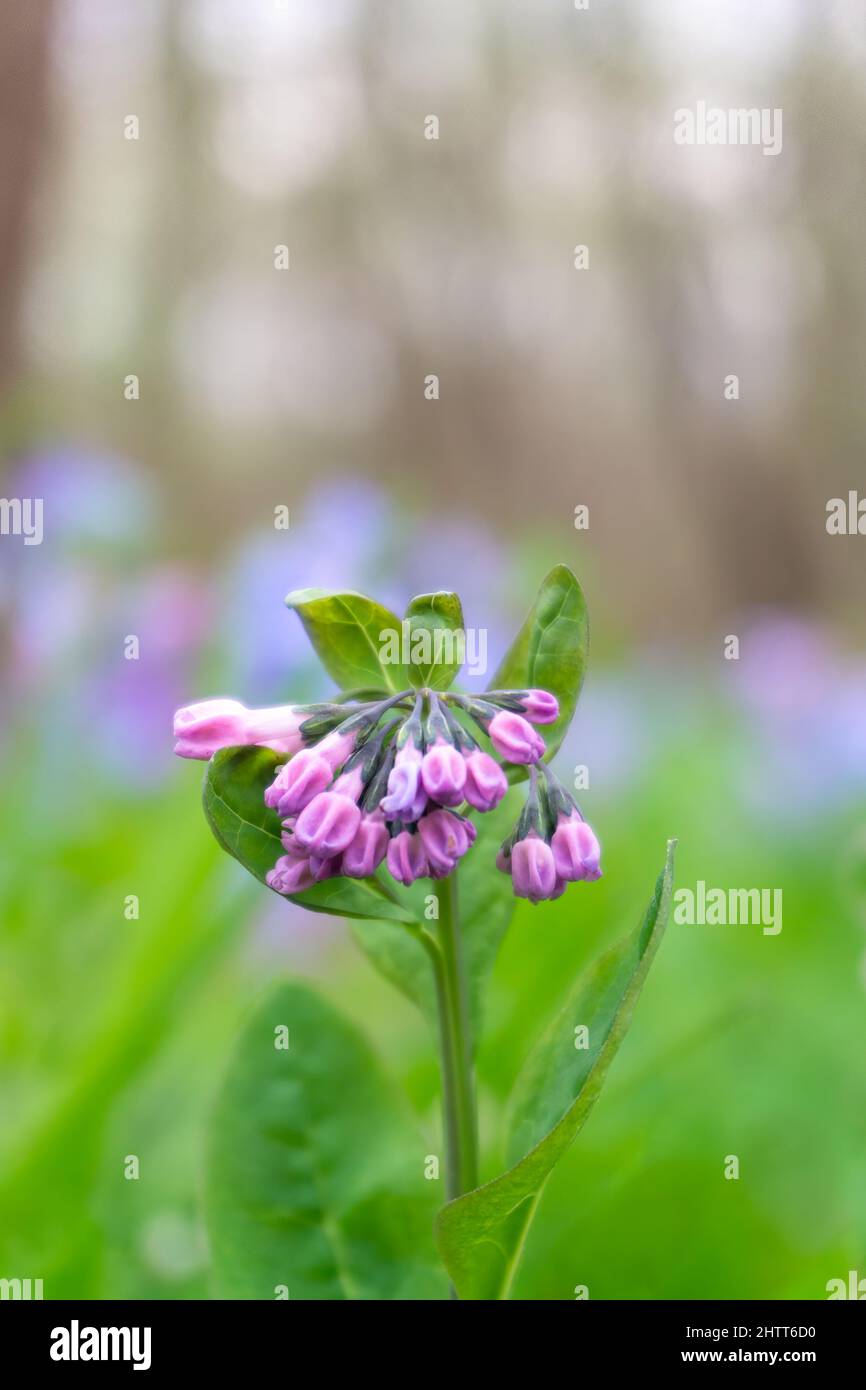 Virginia bluebells cluster with buds in early spring and bokeh ...