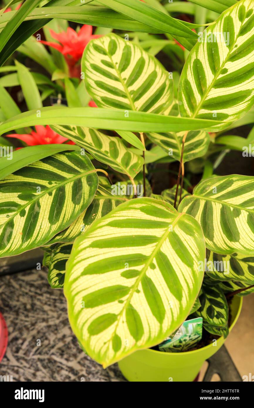Beautiful and colorful Calathea Mix plants in the garden Stock Photo ...