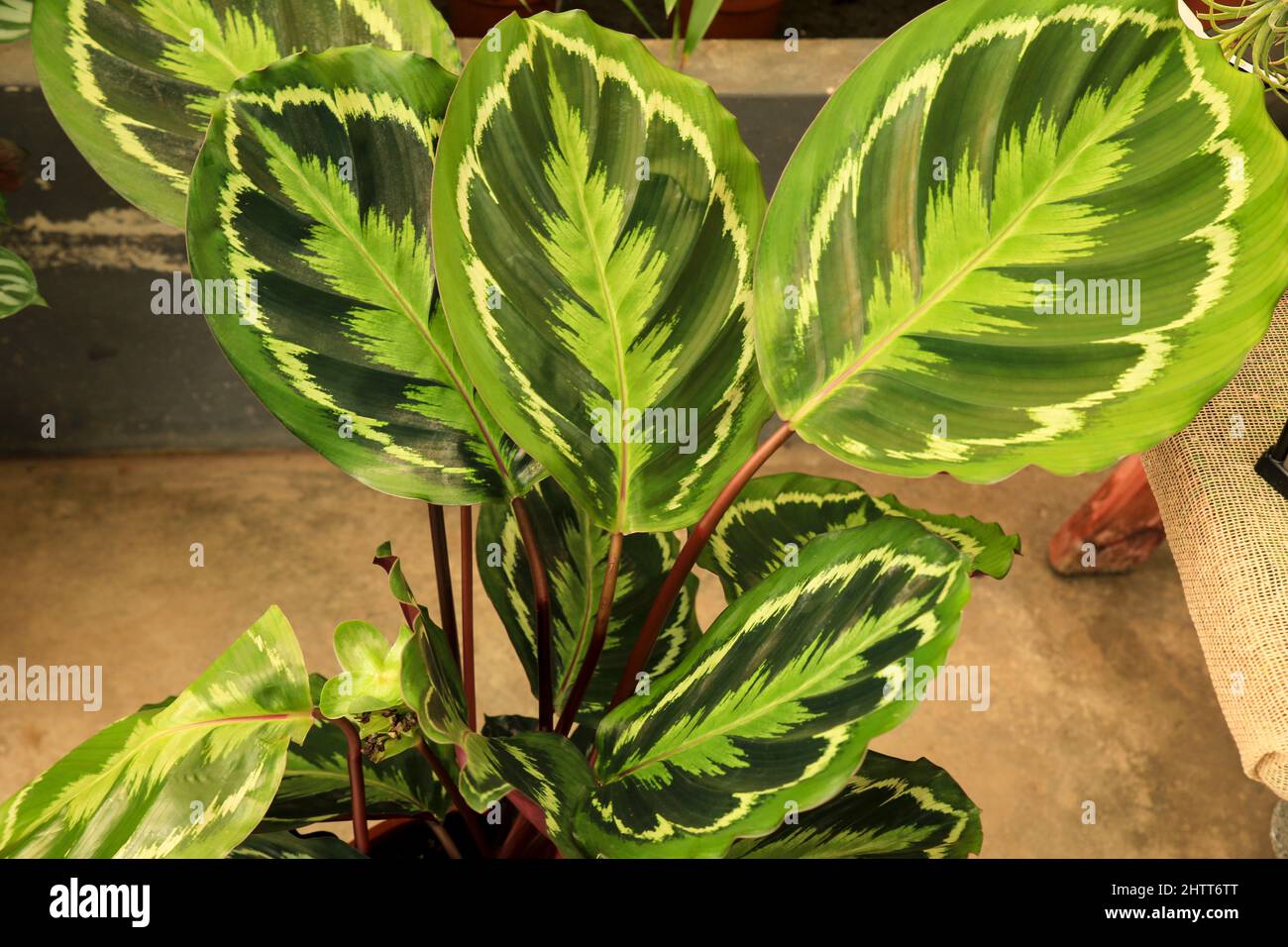 Beautiful and colorful Calathea Mix plants in the garden Stock Photo ...