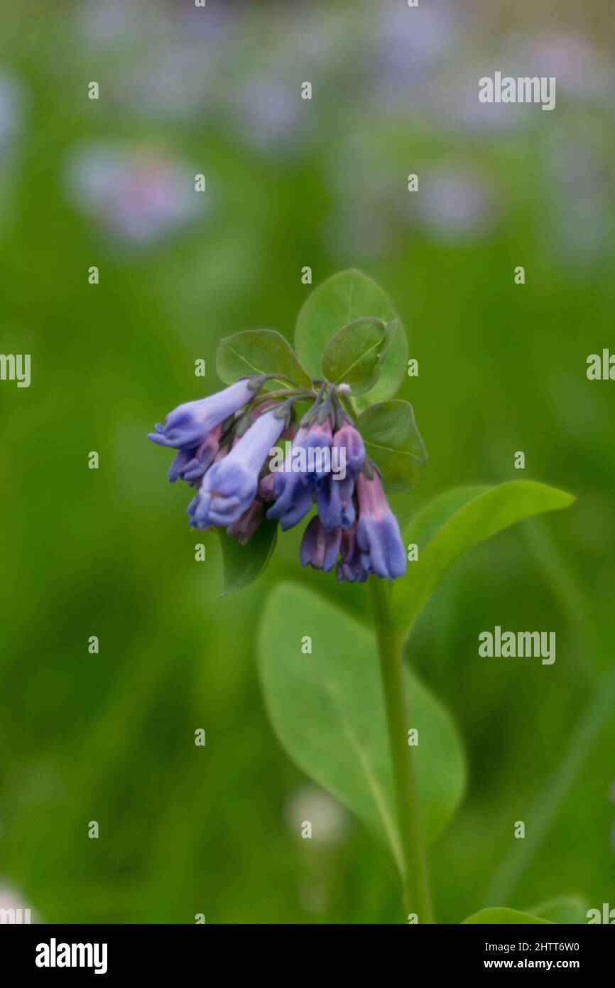 Virginia bluebells about to bloom in early spring Stock Photo - Alamy