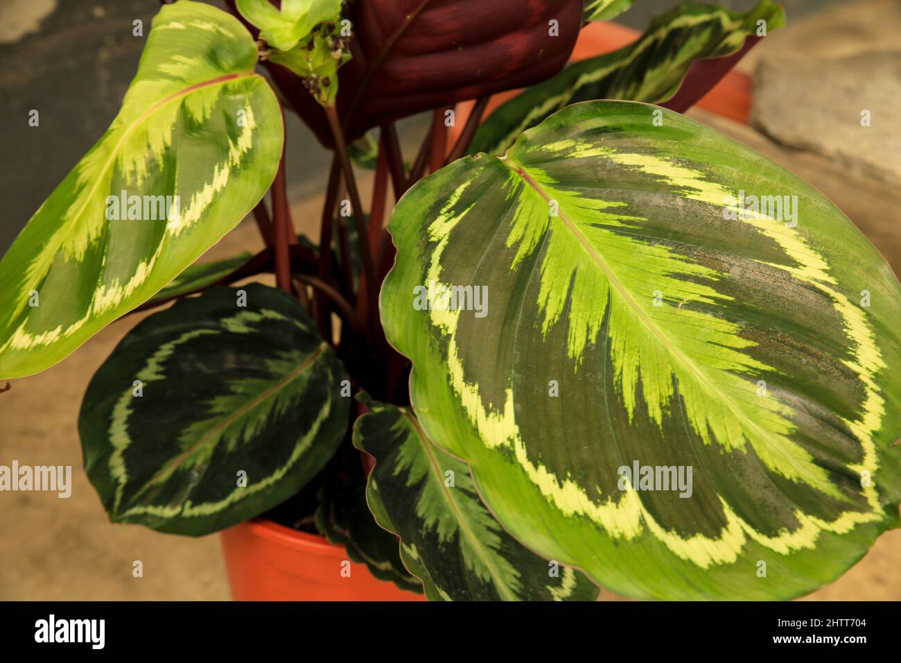 Beautiful and colorful Calathea Mix plants in the garden Stock Photo ...