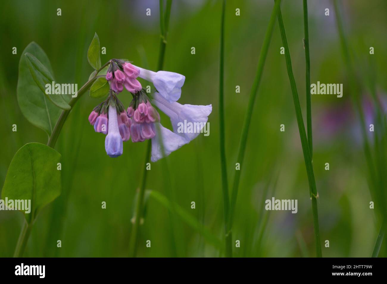Virginia bluebells cluster with some full blooms and some buds in early ...