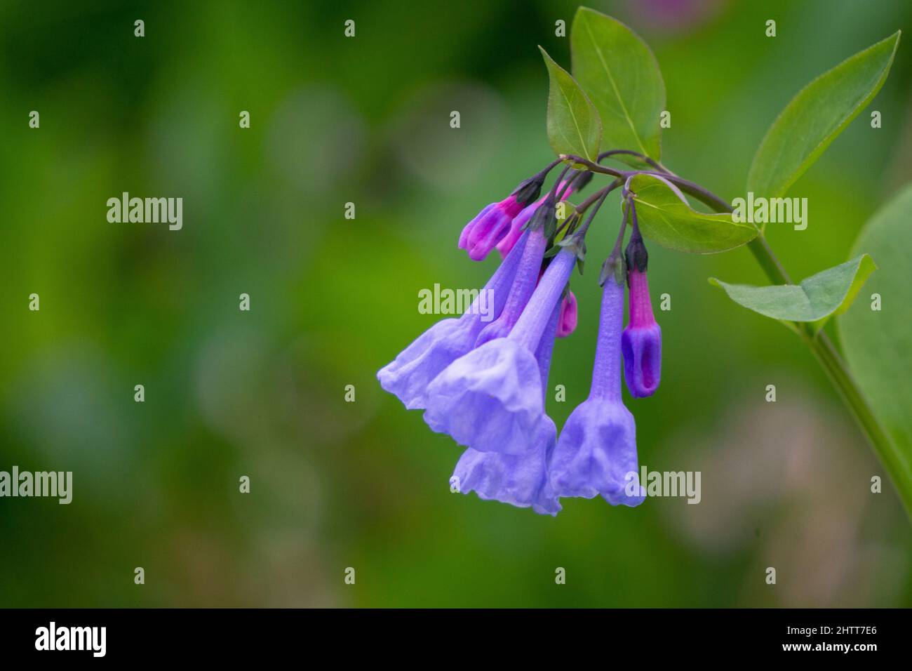 Virginia bluebells cluster with some full blooms and some buds in early ...