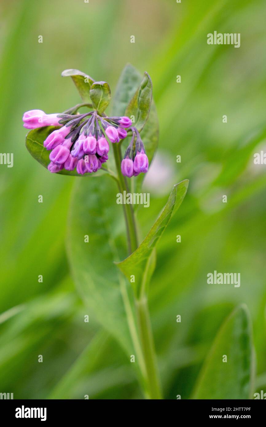 Pink Virginia bluebells buds cluster in early spring Stock Photo - Alamy