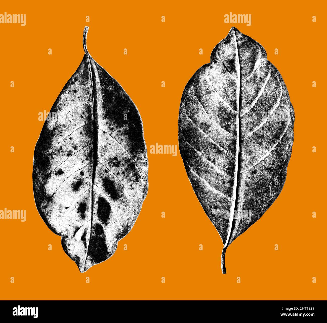 Illustration dry leaf front and back in three colors Stock Photo - Alamy