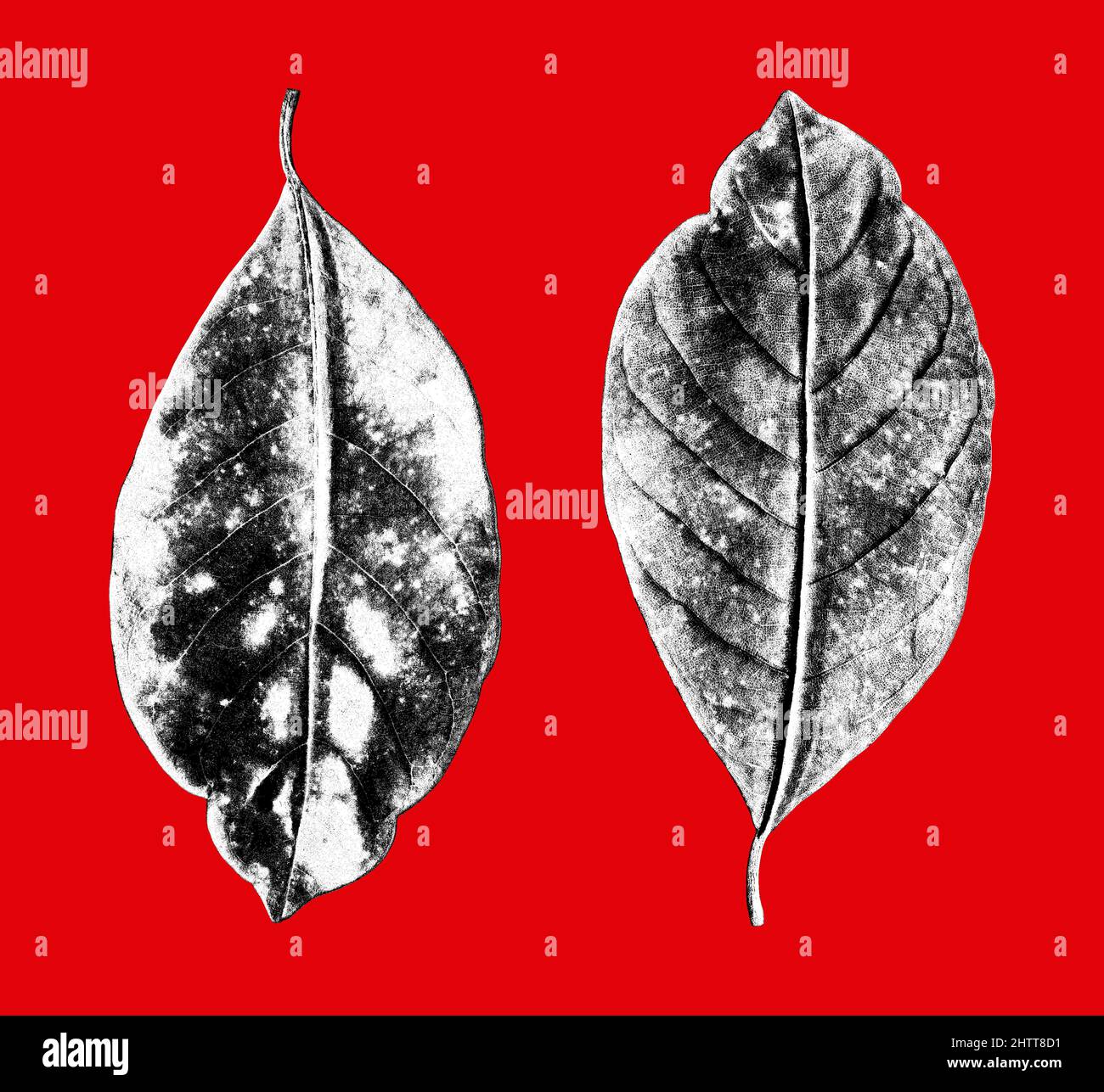 Dry leaves illustration hi-res stock photography and images - Alamy
