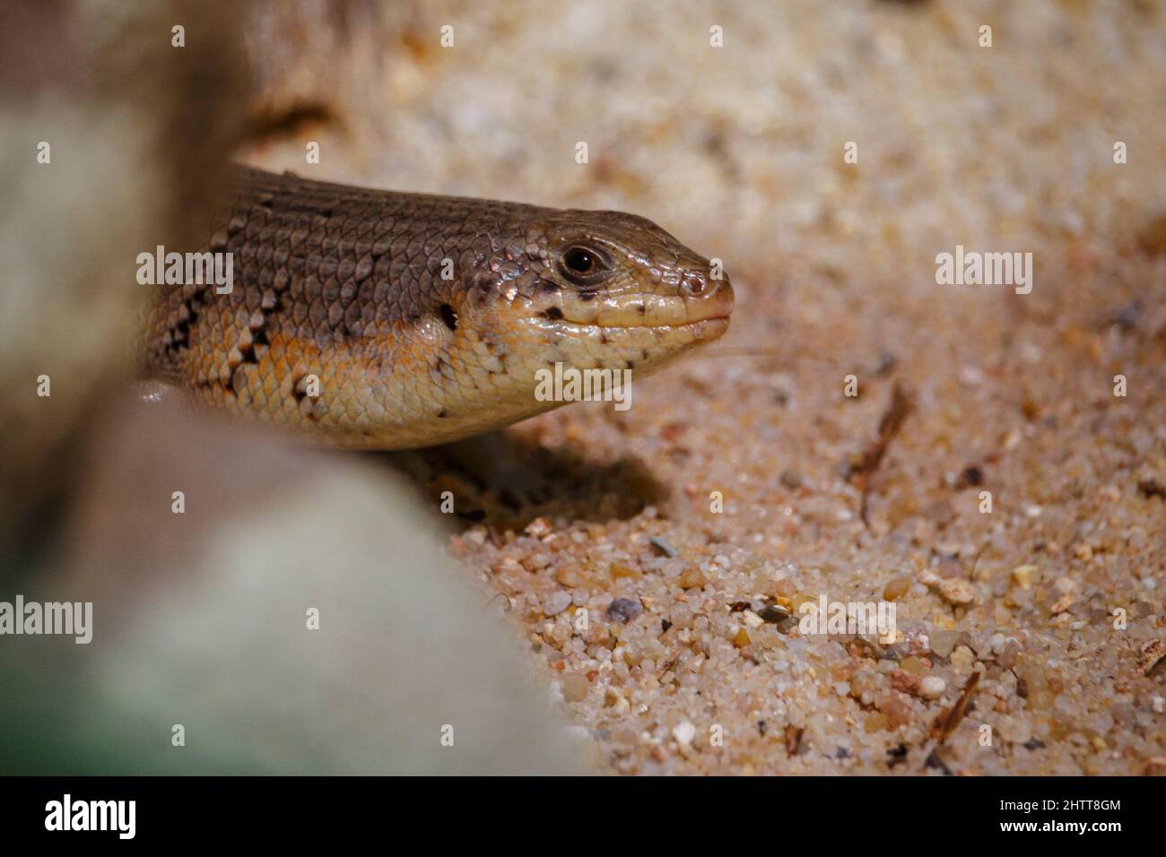 Brown and yellow lizard in the sand Stock Photo - Alamy
