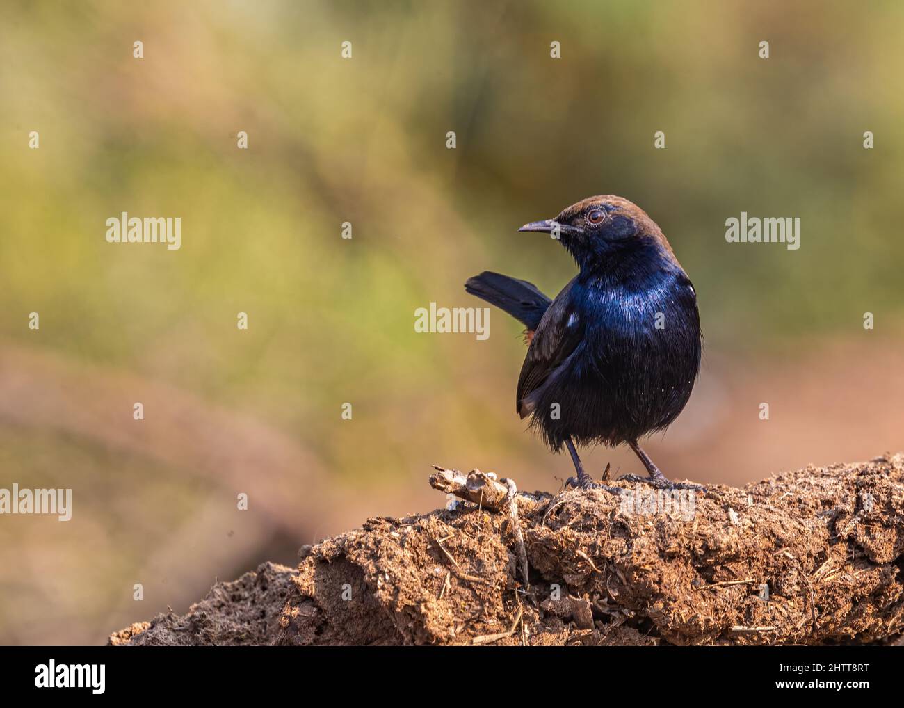 Indian Robin looking into camera while sitting on sand doom Stock Photo ...