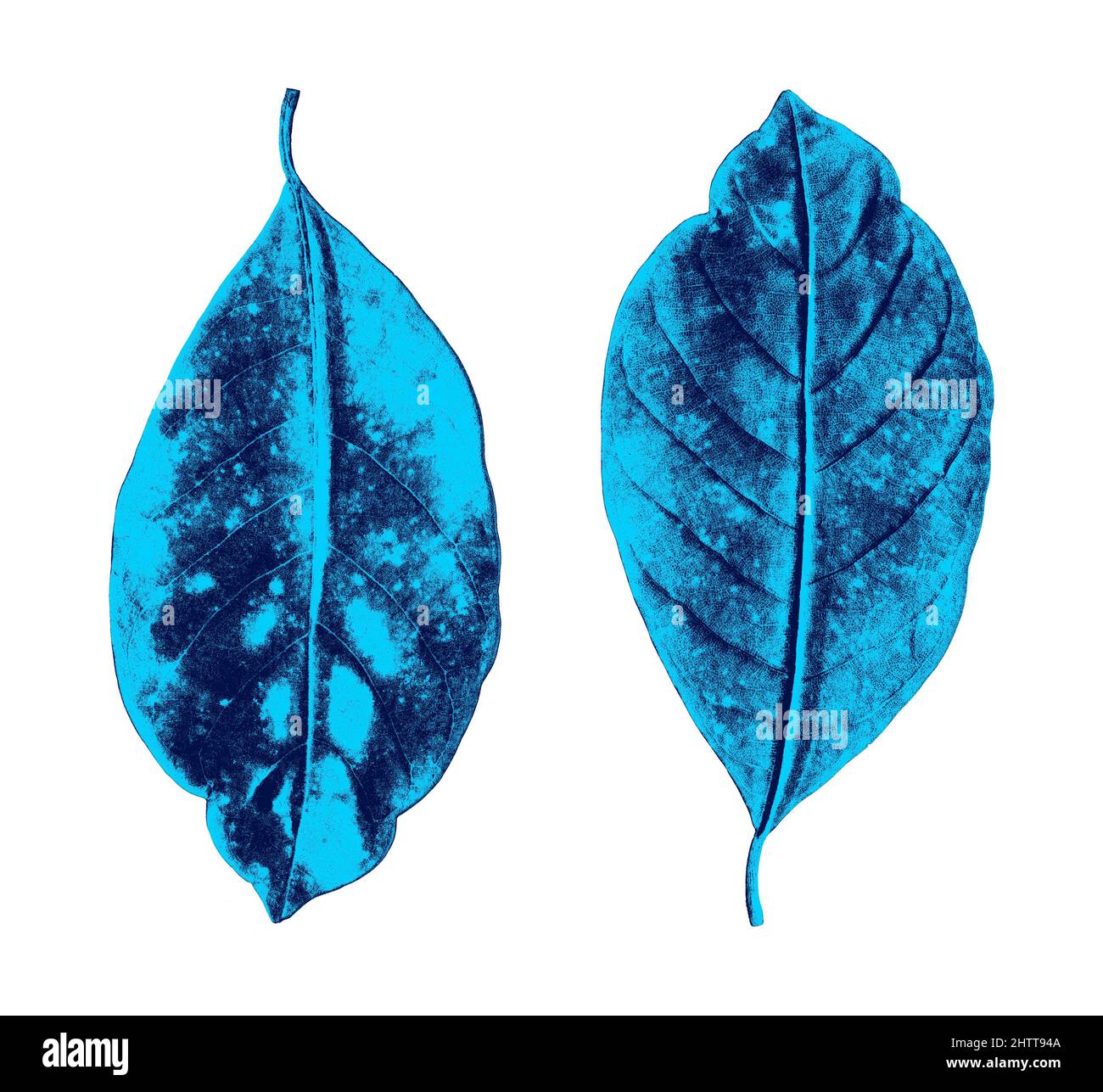 Old botanical illustration Cut Out Stock Images & Pictures - Alamy