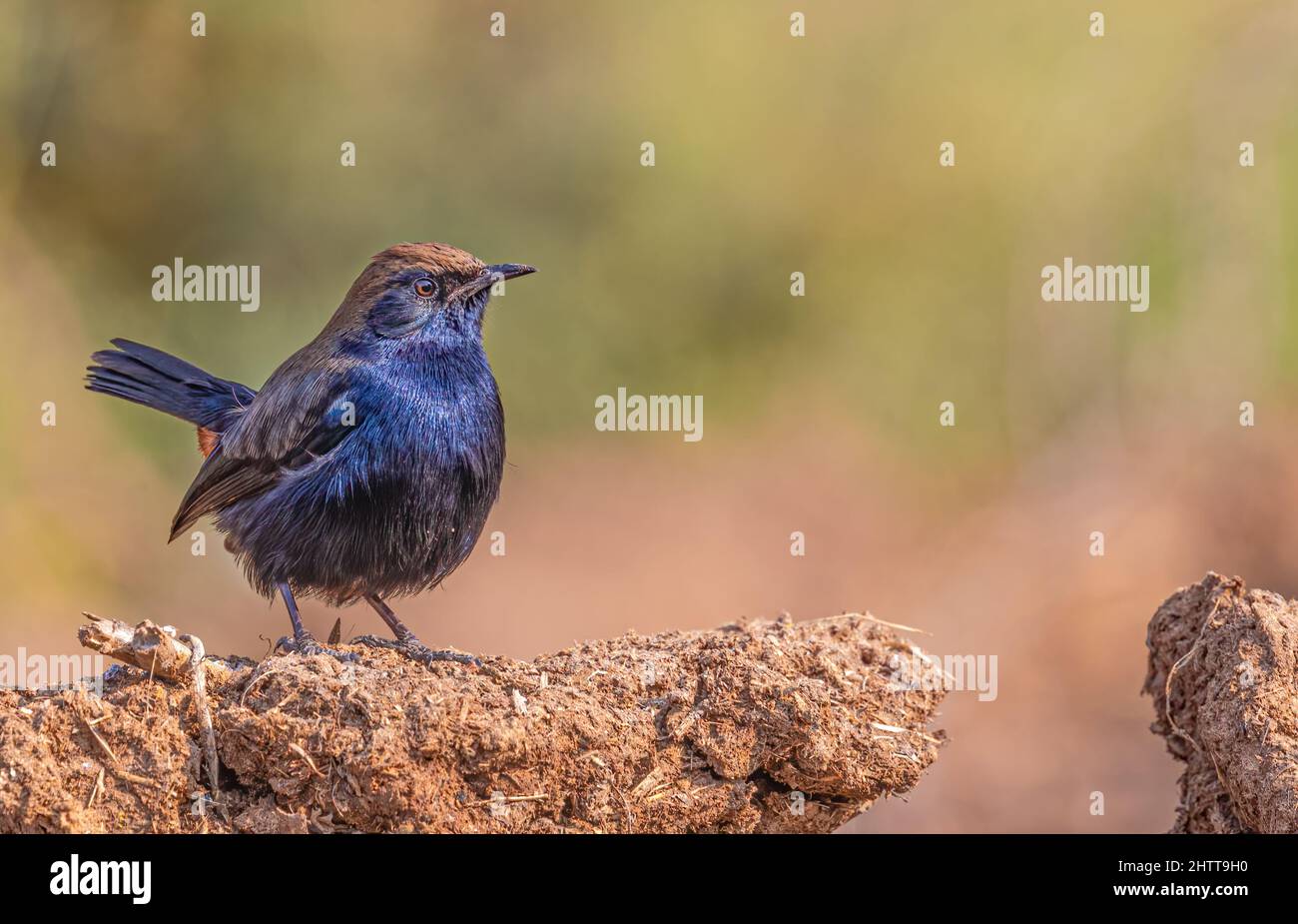 Closeup of an Indian Robin sitting on a sand doom Stock Photo - Alamy